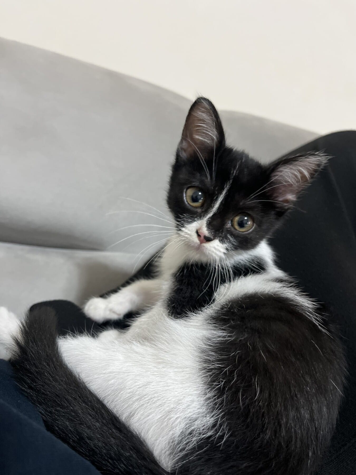 5 aylık smokin kedi » Miyavru.com