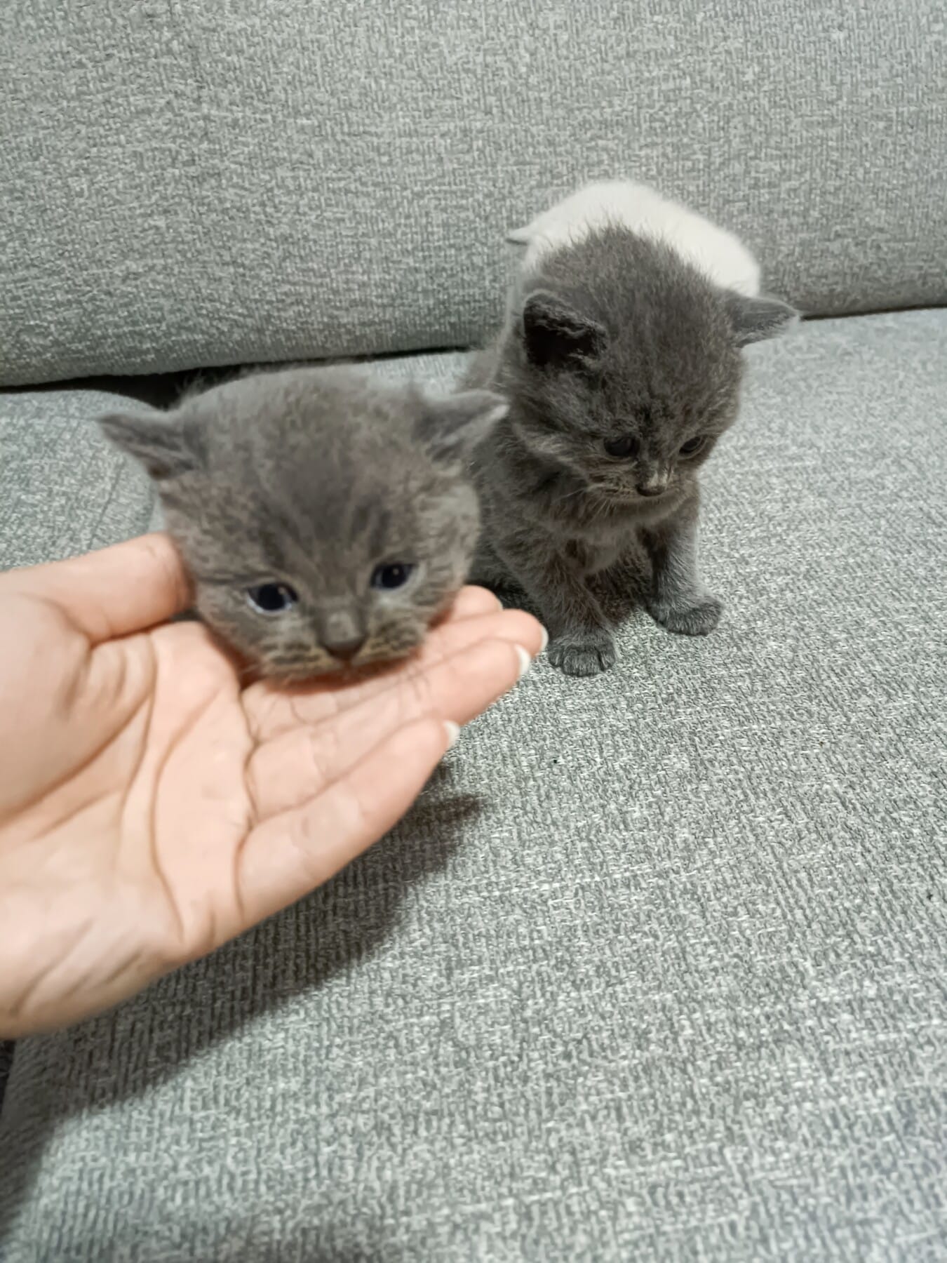 1.5 aylık 2 adet british shorter yavru kedi » Miyavru.com